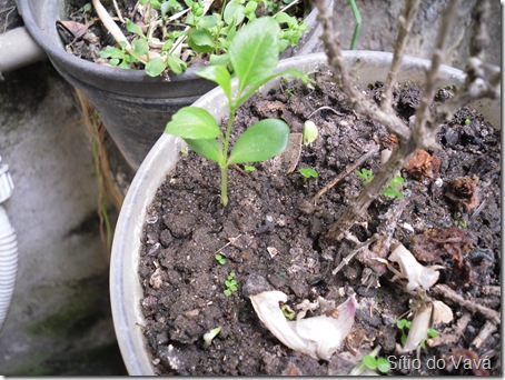 Sítio do Vavá: Eu quero um pé de pera